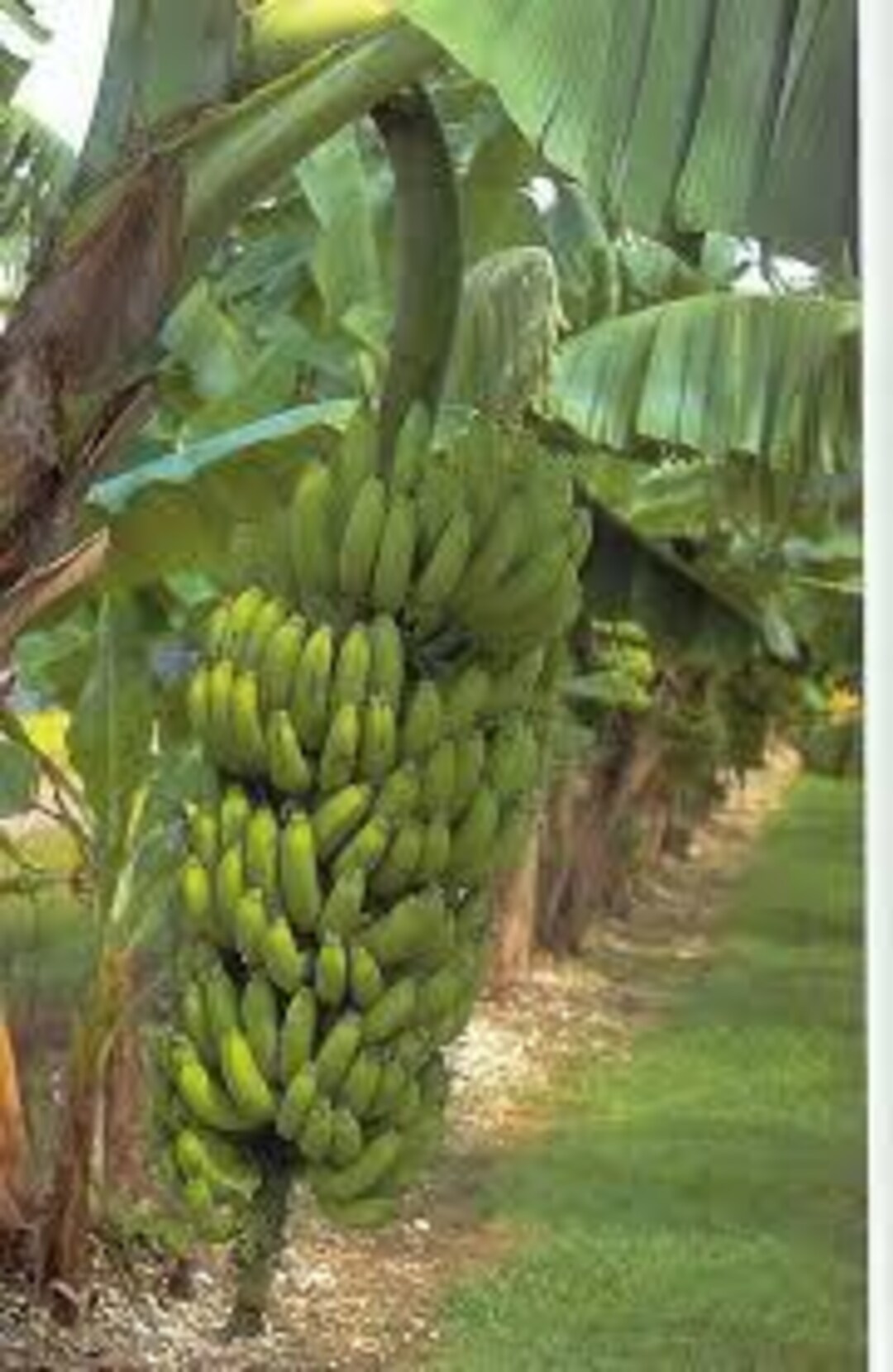 Musa 'gran Nain' Banana Plant - 1 Well Established Banana Plant in a ...
