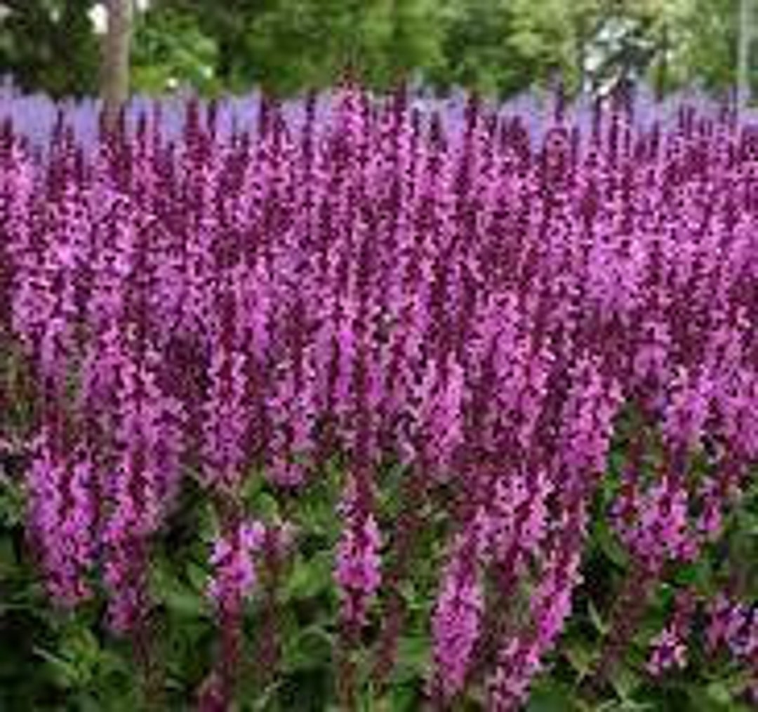 Salvia Nemorosa Rose Marvel - 3 Well Rooted Starter Plants in 1 Qt Pots ...