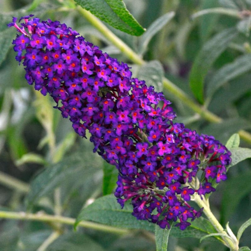 Dwarf Butterfly Bush - Etsy