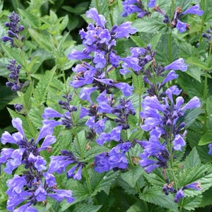 Nepeta 'prelude Purple' (japanese Catmint) - 3 Well Rooted Starter ...