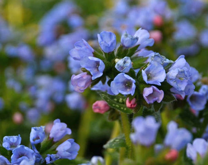 Pulmonaria Hybrid Twinkle Toes - 3 Well Rooted Plants in 1 Qt Pots ...