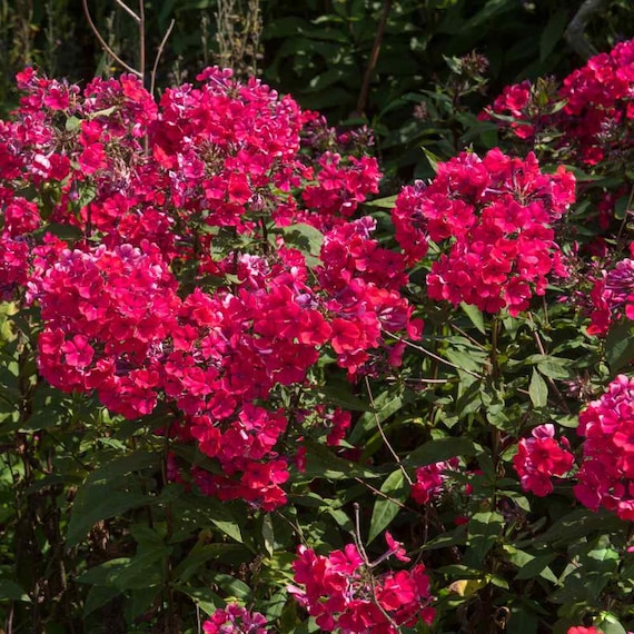 Red Creeping Phlox Plants