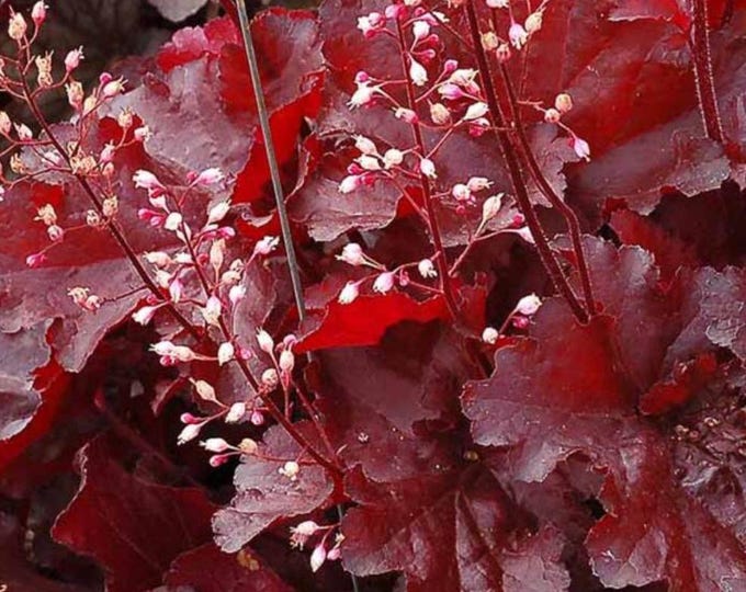 3 Heuchera FRILLY Perennial Coral Bells Starter Plant Plugs - Etsy