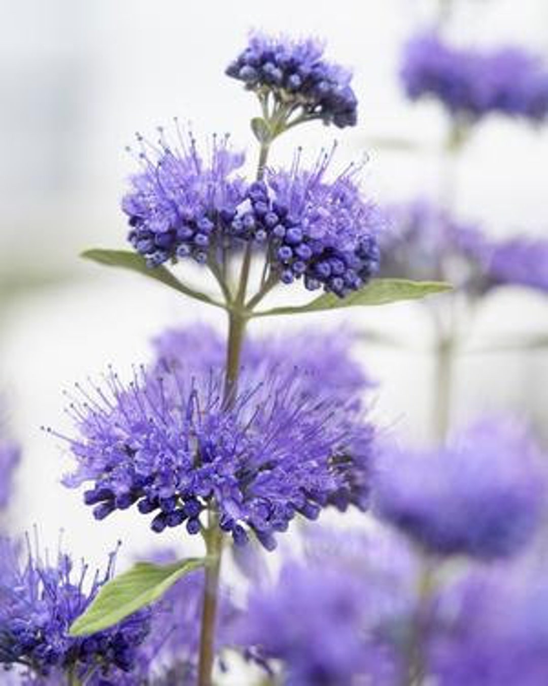 Caryopteris Blue Empire (blue Mist/bluebeard) 3 Well Rooted Starter ...