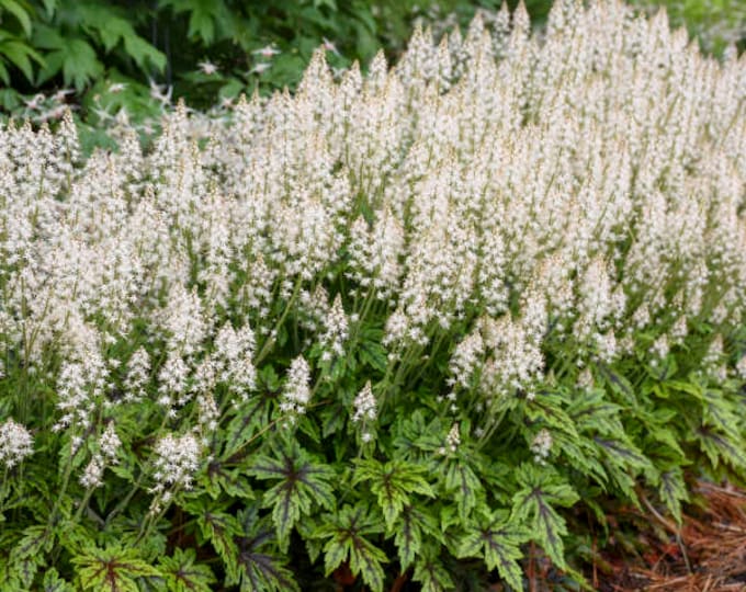 3 Tiarella Fingerpaint Perennial Plants. Loves Shade. Easy to Grow ...