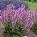 Salvia Moulin Rouge - Perennial Salvia /(garden Sage) - 3 Well Rooted ...