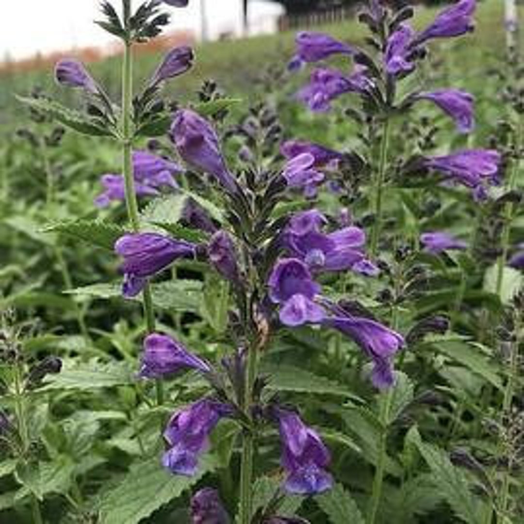 Nepeta 'prelude Purple' (japanese Catmint) - 3 Well Rooted Starter ...