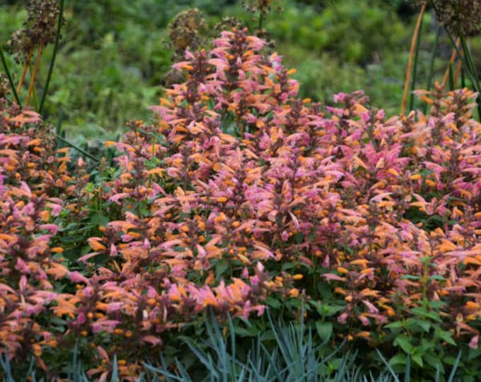 Agastache 'mango Tango' Common Name: Anise Hyssop' -3 Well Rooted ...