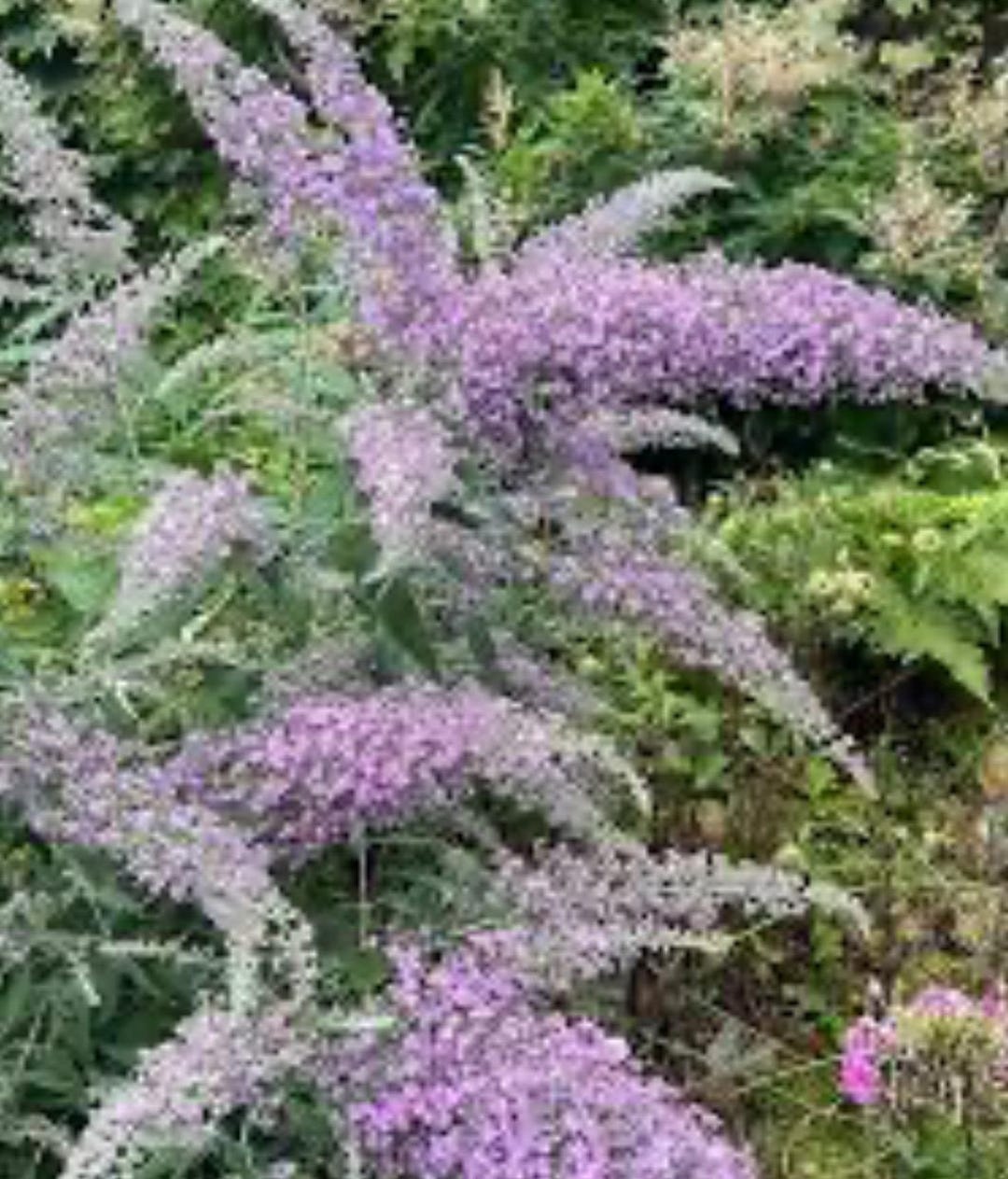 Buddleia Lilac Cascade (butterfly Bush) 3 Well Rooted Starter Plants in ...