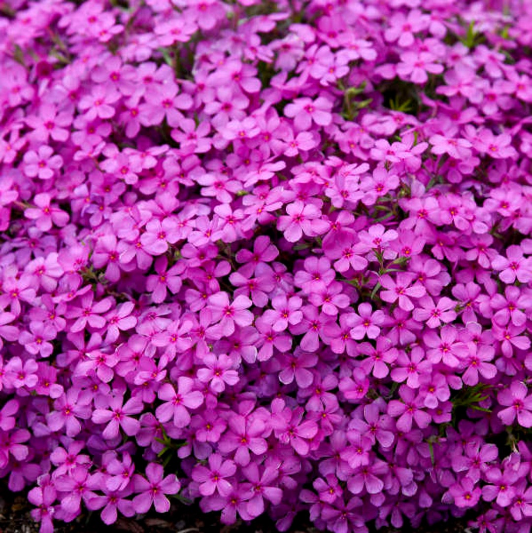 Creeping Moss Ruby Riot Phlox Sublata 3 Well Rooted Starter - Etsy Canada
