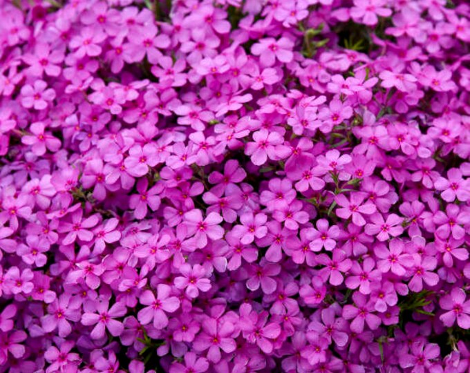 Creeping Moss Ruby Riot Phlox Sublata - 3 Well Rooted Starter Plants in ...