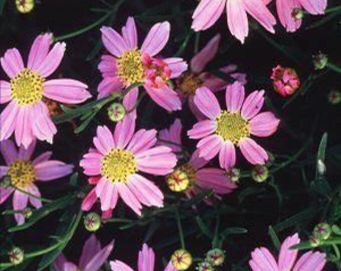 2 Live Coreopsis Verticillata 'zesty Zinger Threadleaf Coreopsis ...