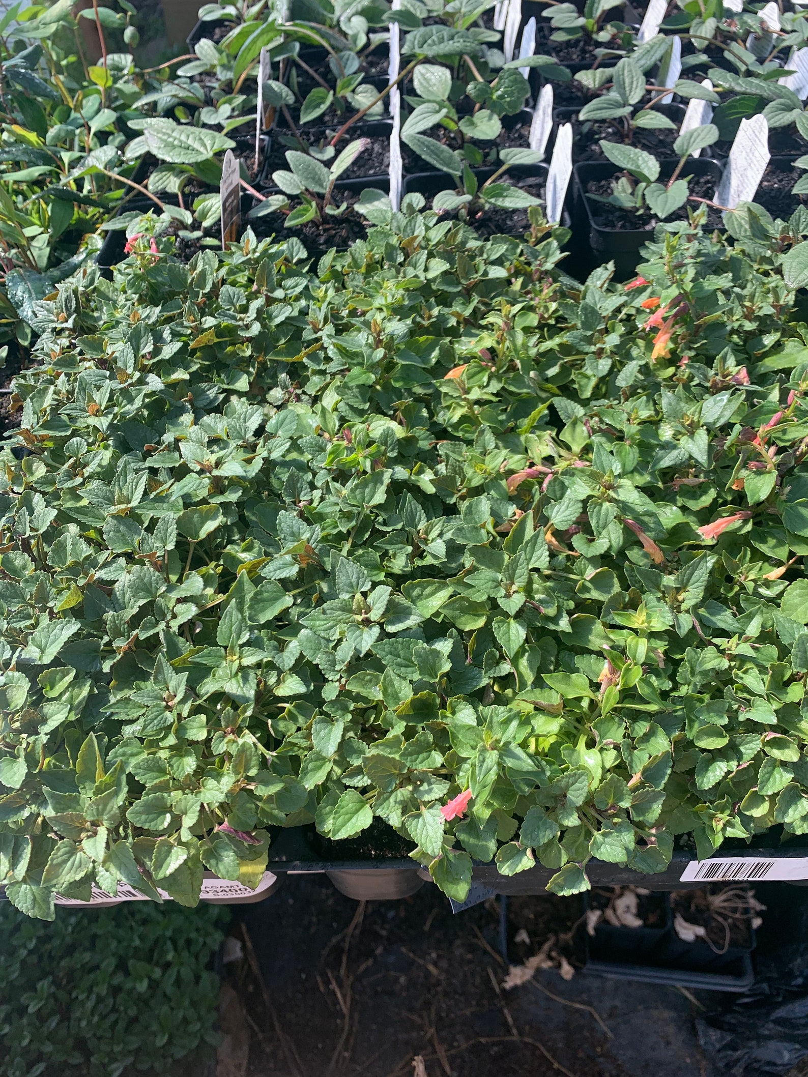 Agastache 'mango Tango' Common Name: Anise Hyssop' - Etsy