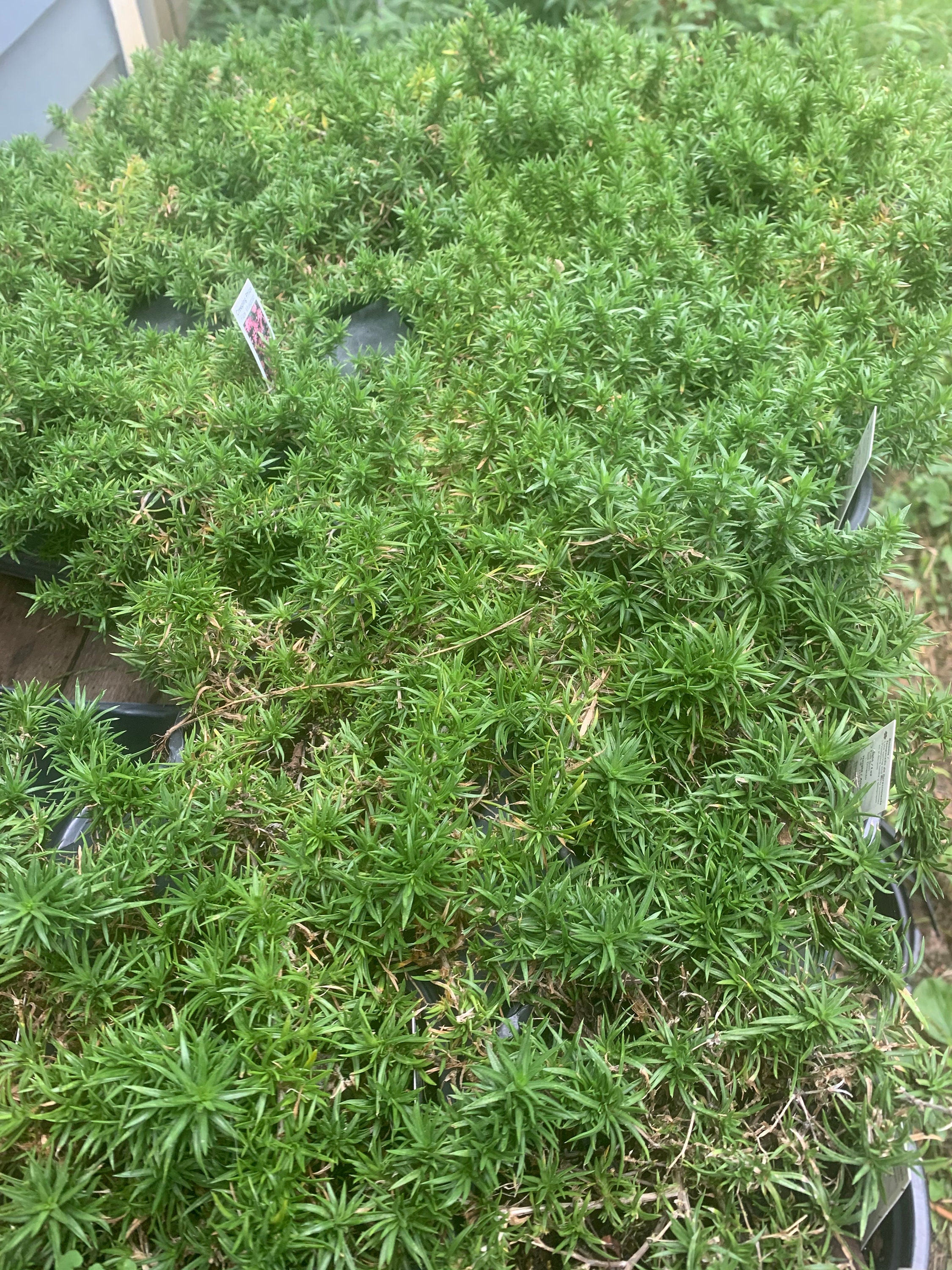 Creeping Moss Phlox Pink Fort Hill - 3 Well Rooted Starter Plants in 1 ...