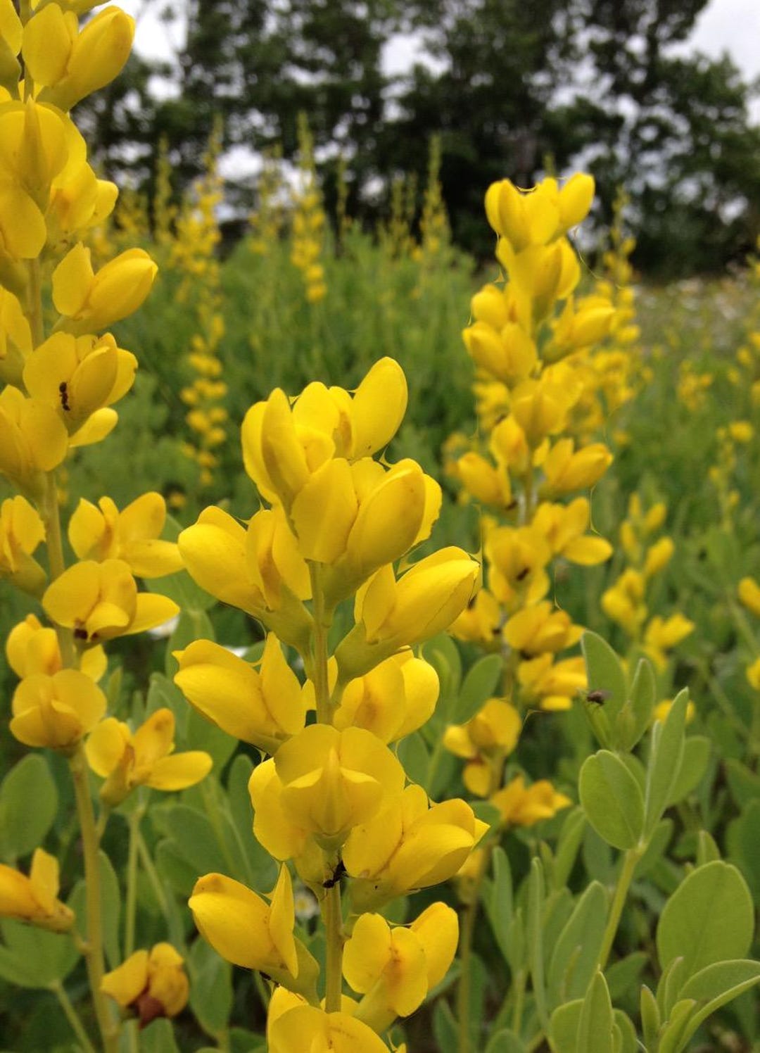 Baptisia 'yellow Wild Indigo' - 3well Rooted Starter Plants in 1 Qt ...