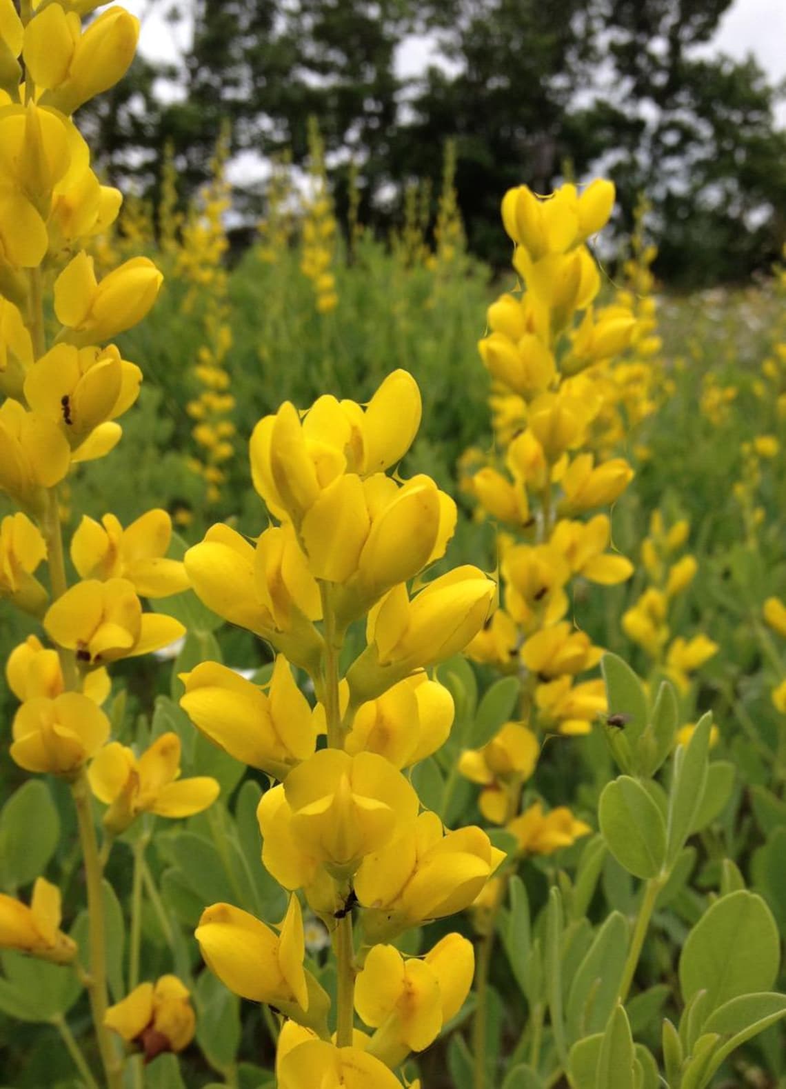 Baptisia 'yellow Wild Indigo' - 3well Rooted Starter Plants in 1 Qt ...