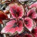 Begonia Rex 'red Robin' - 2 Well Rooted Starter Plants I 1 Qt Pots ...