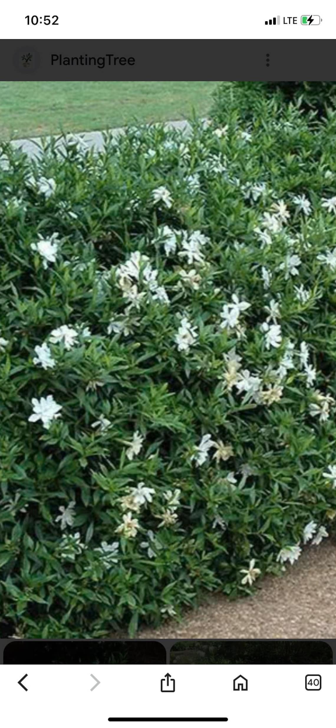 Dwarf Radican Gardenia (‘gardenia Jasminoides 'radicans') - 1 Plant in ...