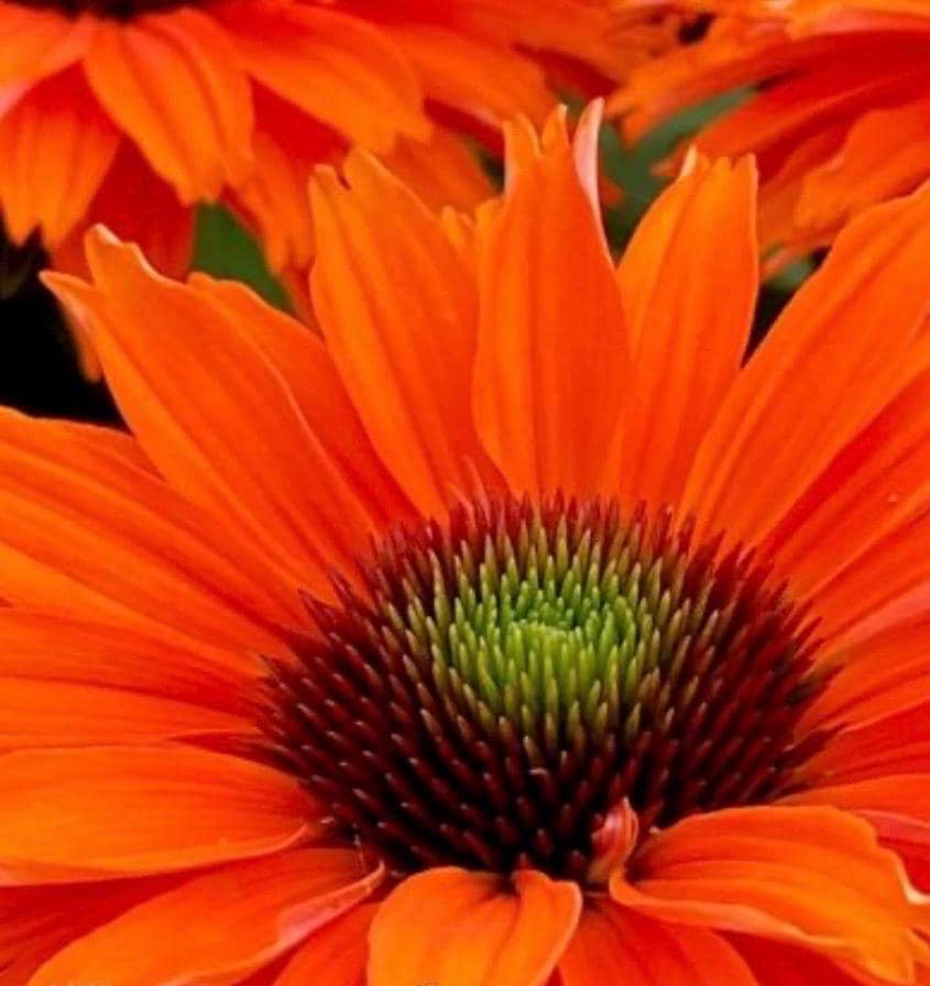 Echinacea Sunseekers Mineola (coneflower) - 3 Well Rooted Starter ...