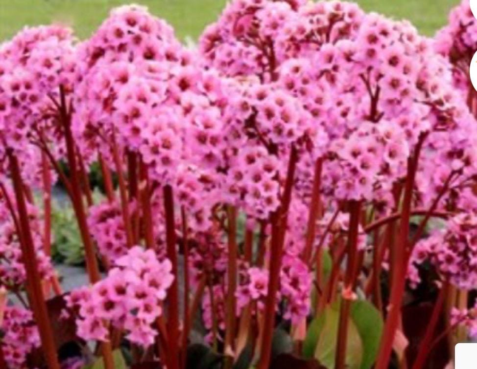 Bergenia Spring Fling (pigsqueak) - Etsy