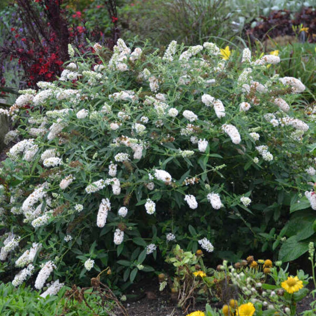 Buddleia Little Angel (butterfly Bush) - 3 Well Rooted Starter Plants ...