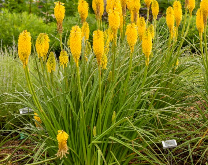 2 Kniphofia Red Hot Poker Perennials. Shipped Trimmed for Fall Planting ...