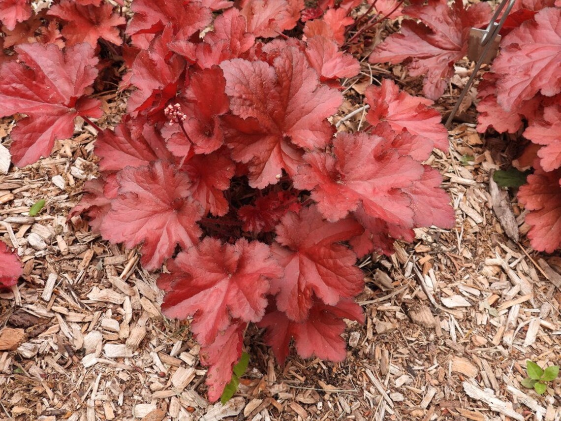Heuchera Forever Red coral Bells 3 Well Rooted Starter Plants in 1 Qt ...