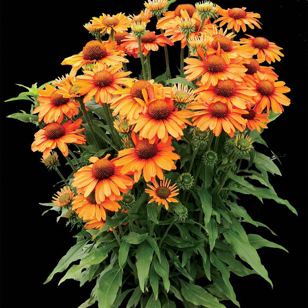 Echinacea Prima Saffron dwarf Coneflower' 3 Well Rooted Starter Plants ...