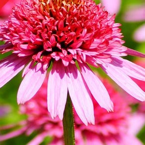 Echinacea 'raspberry Truffle' (coneflower) - 3 Well Rooted Starter ...