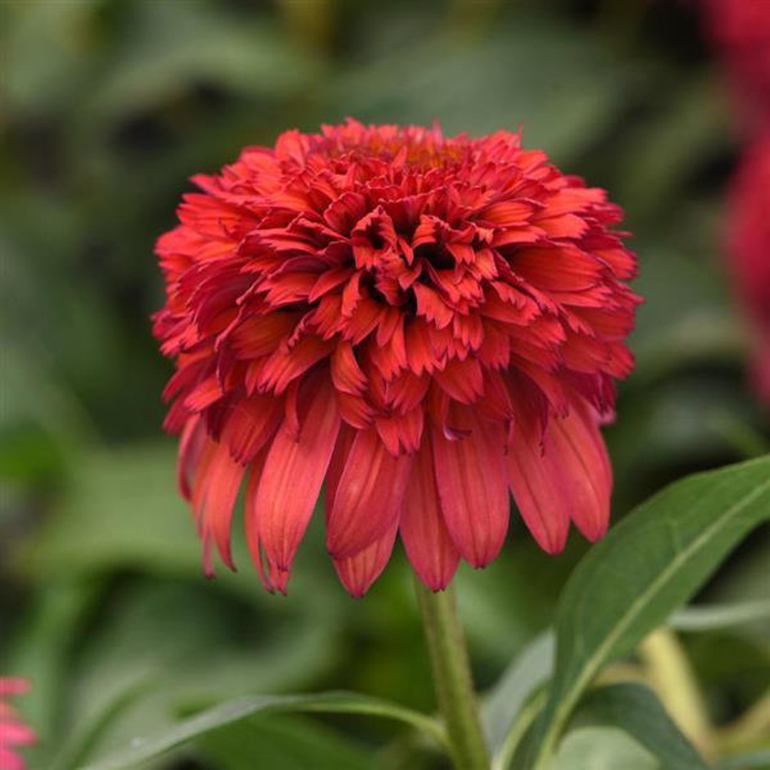 Echinacea Double Scoop 'raspberry Deluxe' (coneflower) - 3 Well Rooted ...