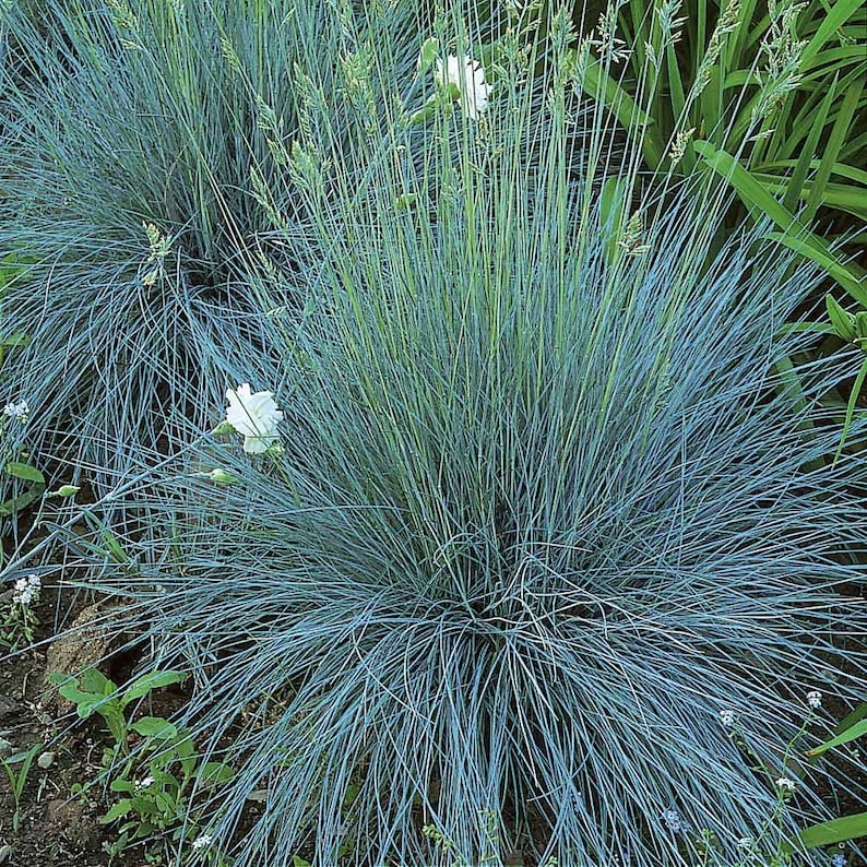 Festuca Gluaca 'elijah Blue' (blue Fescue) - 3 Well Rooted Starter ...
