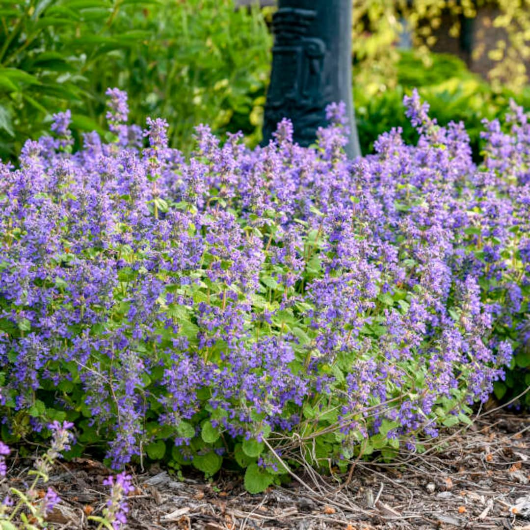 Nepeta Chartreuse on the Loose (catmint) - 3 Well Rooted Starter Plants ...