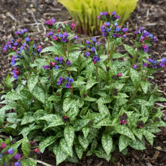 Pulmonaria Spot on lungwort 2 Well Rooted Starter Plants - Etsy