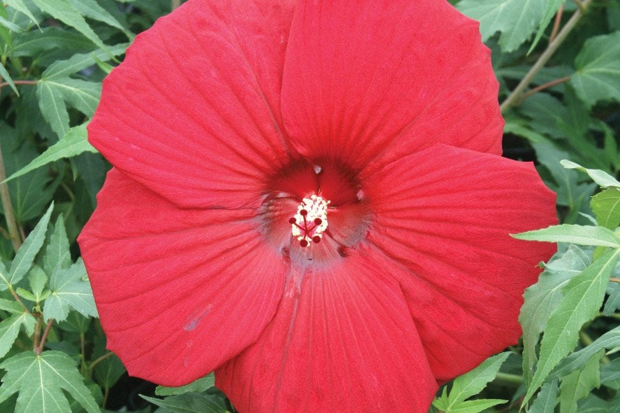 Hibiscus 'fireball' (hardy Mallow) - 3 Well Rooted Starter Plants in 1 ...