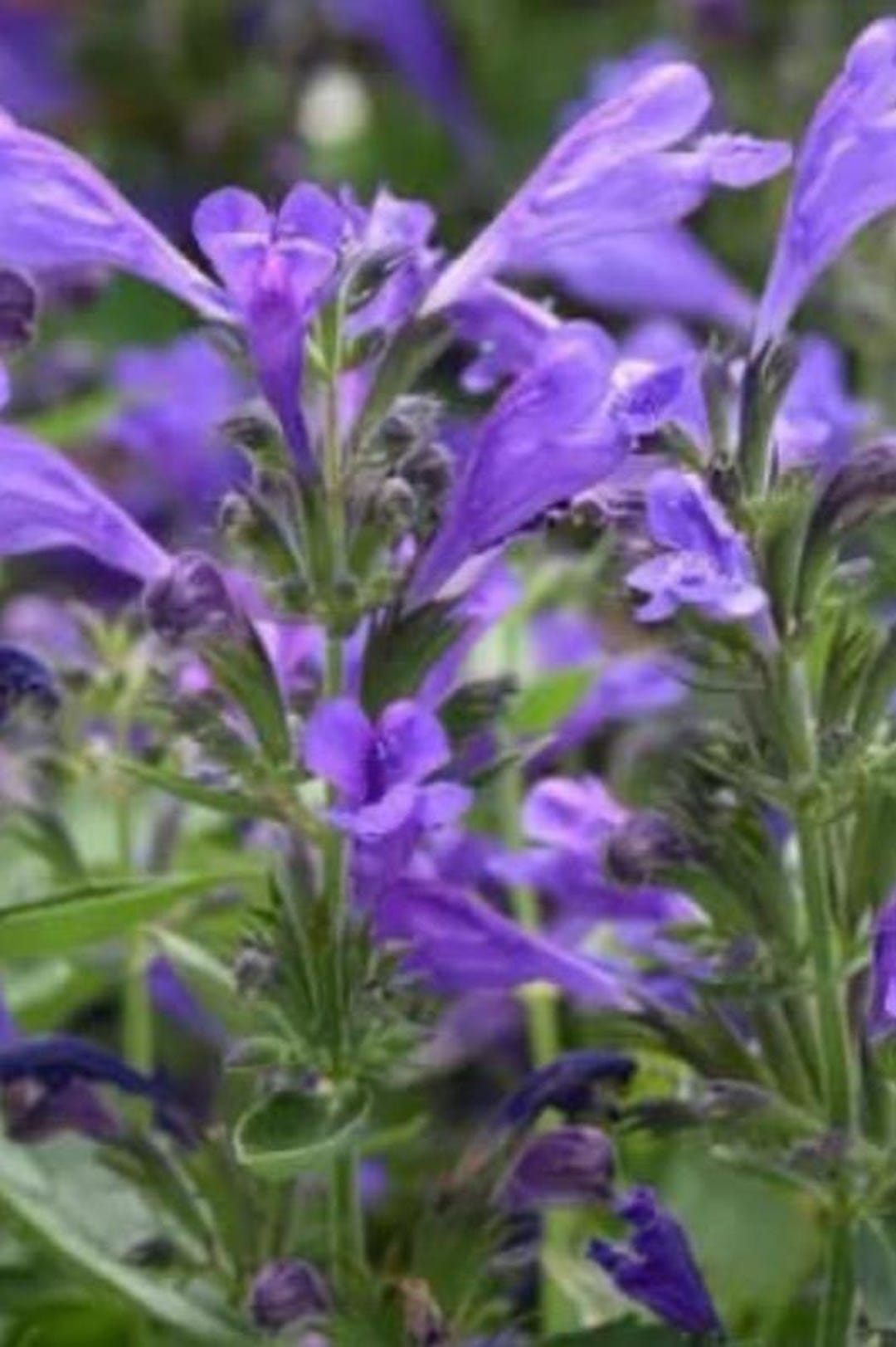 Nepeta 'prelude Purple' (japanese Catmint) - 3 Well Rooted Starter ...