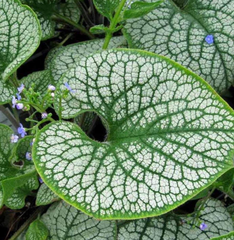 Brunnera Macrophylla 'sea Heart' - 3 Well Rooted Starter Plants in 1 Qt ...