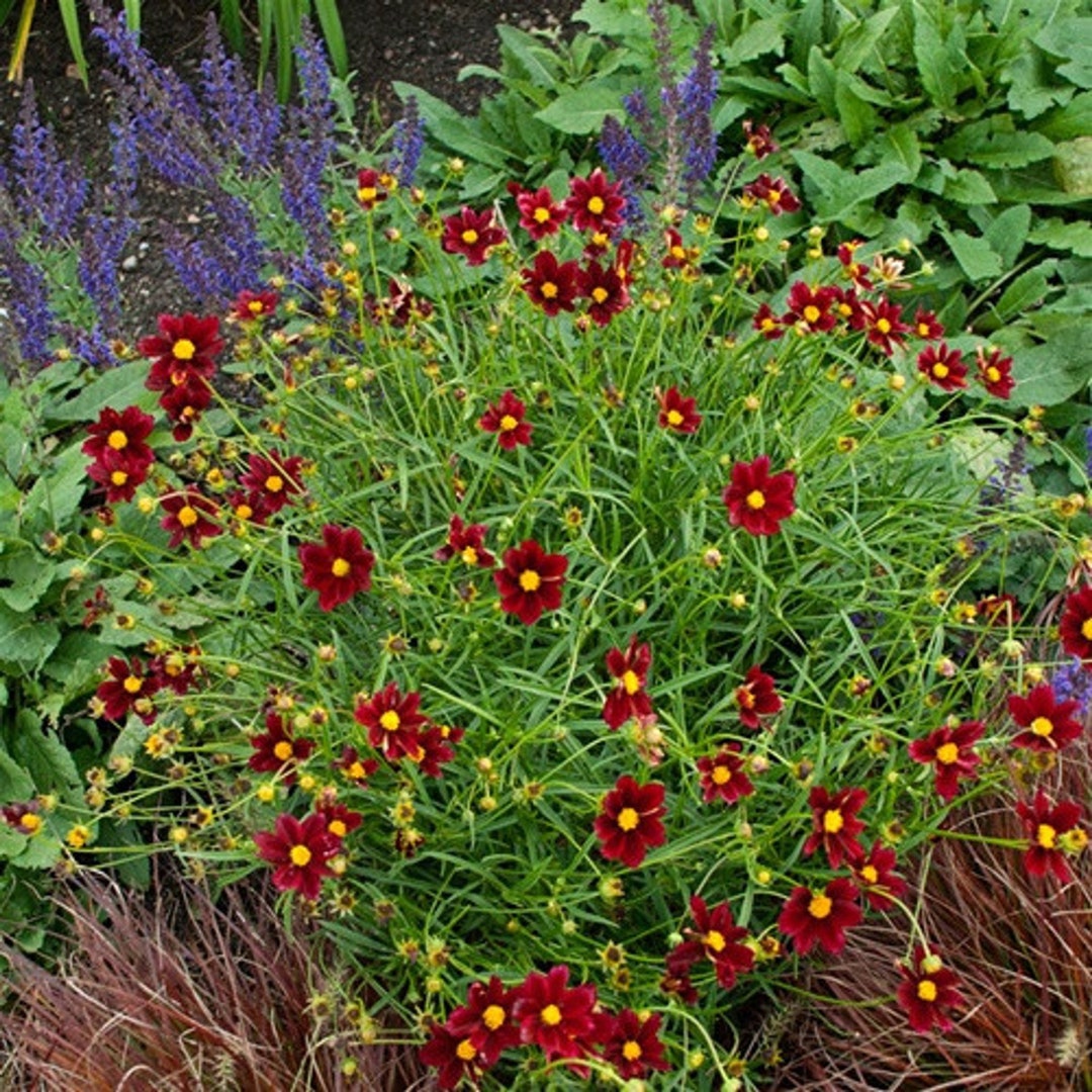 Coreopsis Big Bang Mercury Rising - 3 Well Rooted Starter Plants in 1 ...