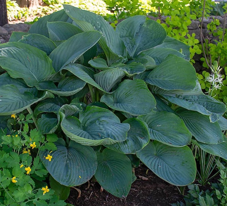 Hosta ‘empress Wu’ 2 Well Rooted Starter Plants in 1 Qt Pots Grown at ...