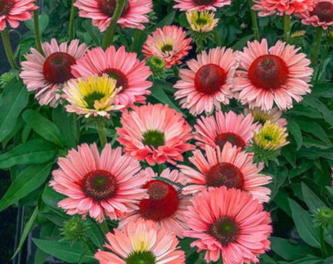 Echinacea, Coral Craze Coneflower, Flower Seeds,native Seeds - Etsy