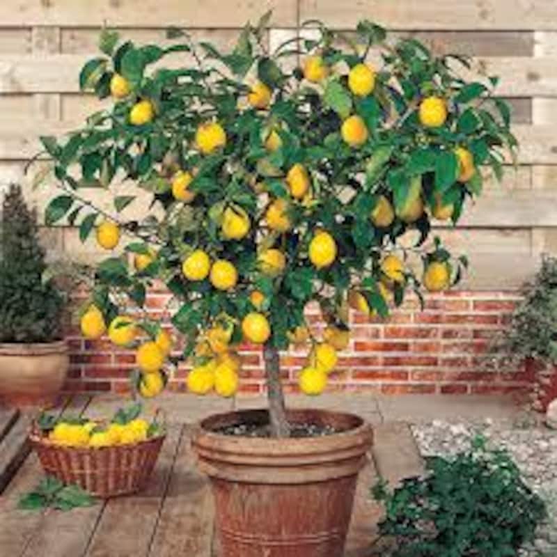 Dwarf Meyer Lemon Tree - Etsy