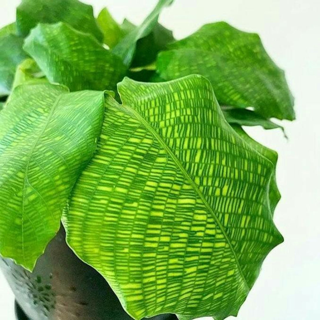 Calathea Musaica network Plant 1 Well Rooted Starter Plant in 1 Qt Pot ...