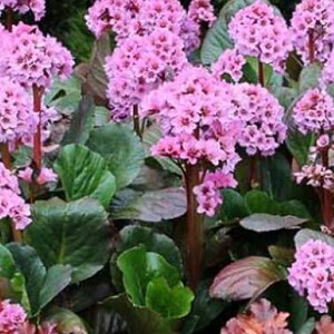 Bergenia Spring Fling (pigsqueak) - Etsy