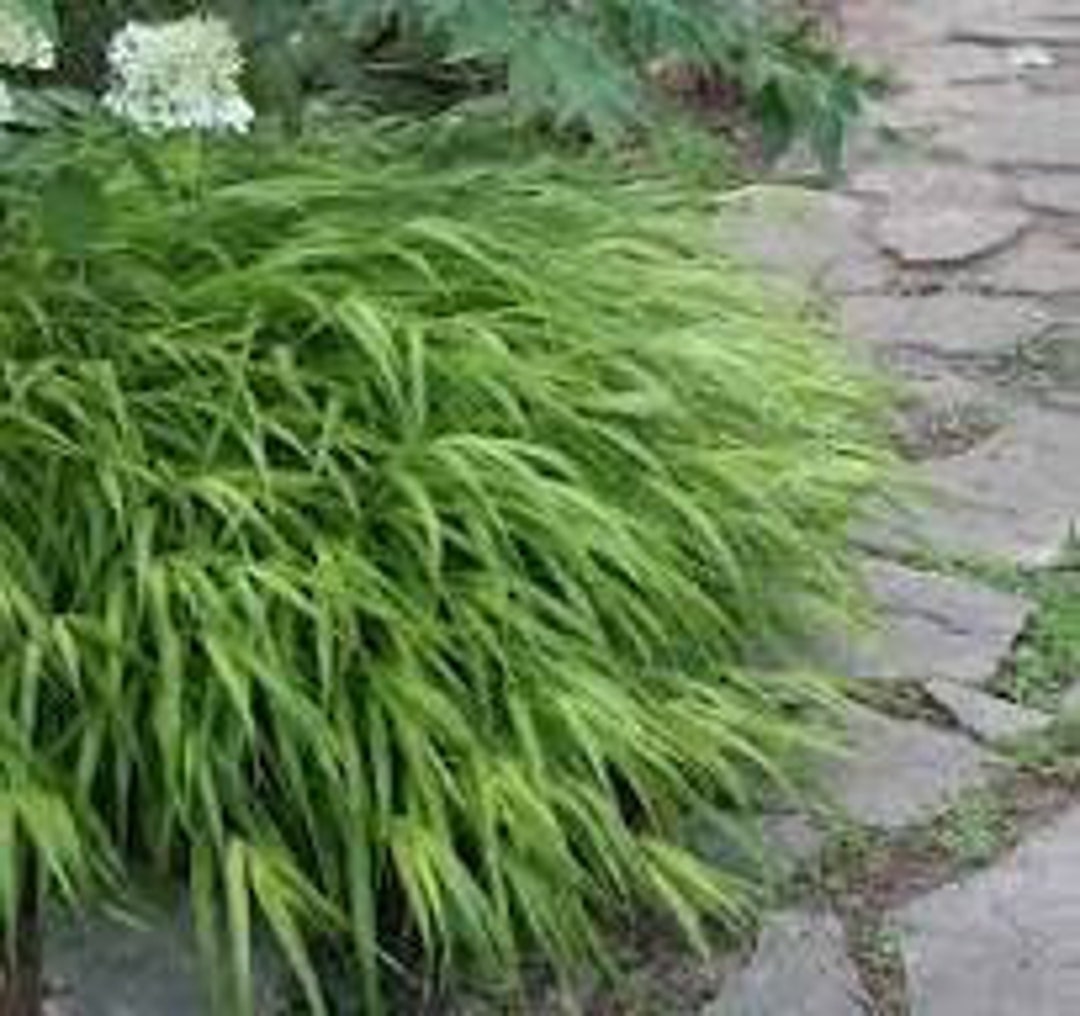 Hakonechola Macra ' Japanese Forest Grass' 3 Well Rooted Starter Plants ...