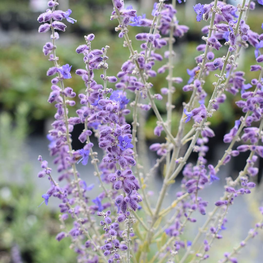 Perovskia Atriplicfolia 'blue Steel' (russian Sage) - 3 Well Rooted ...