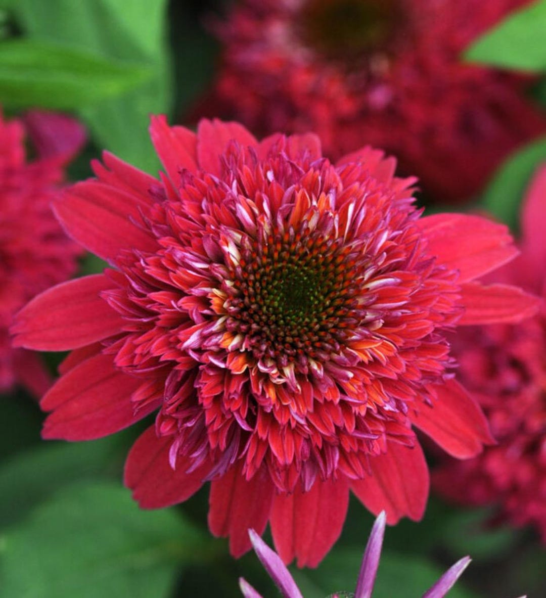 Echinacea Double Scoop 'raspberry Deluxe' (coneflower) - 3 Well Rooted ...