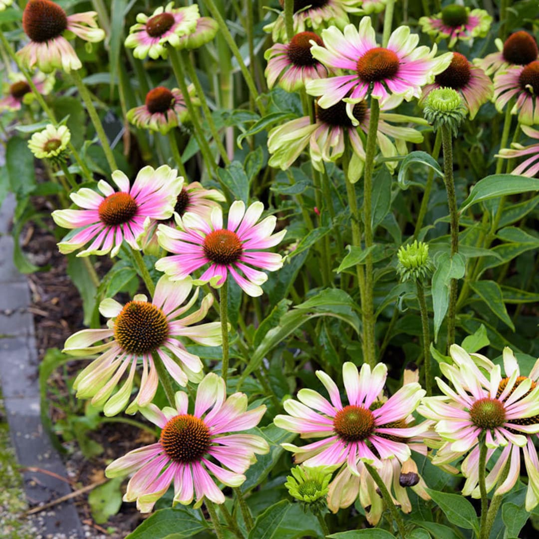 Echinacea Purpurea 'green Twister' - 3 Well Rooted Starter Plants in 1 ...