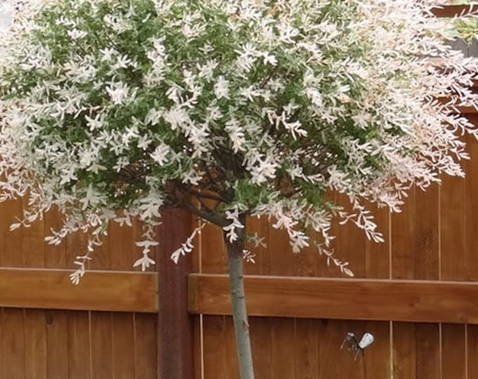 Tri-colored Dappled Willow Tree - Salix Integra 'hakuro Nishiki' - 14 ...