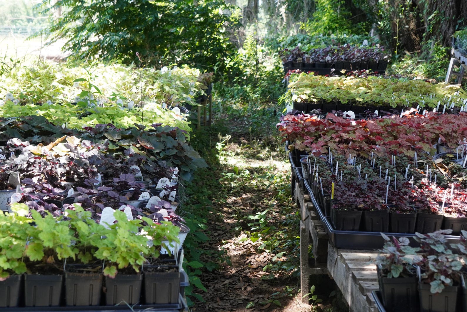 Thornless Blackberry Rubus 'apache' - 2 Well Rooted Starter Plants in 1 ...