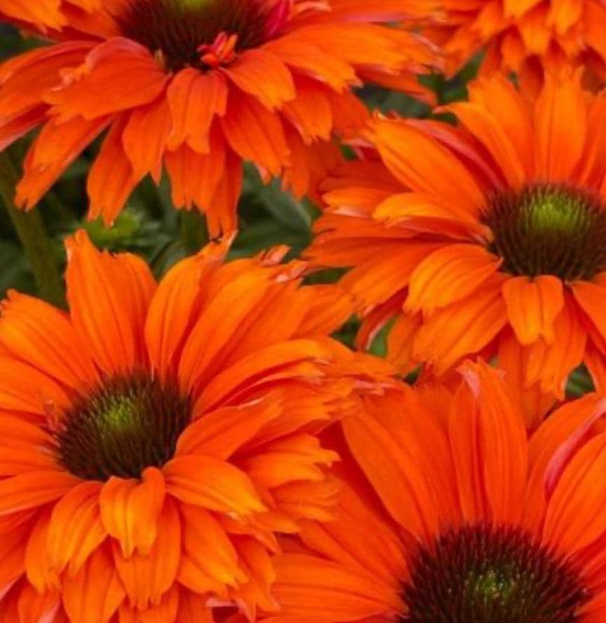 Echinacea Sunseekers Mineola (coneflower) - 3 Well Rooted Starter ...