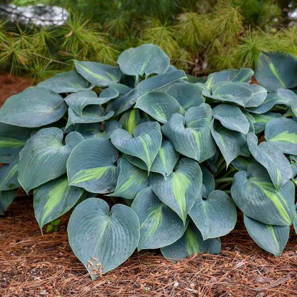 Hosta - Etsy